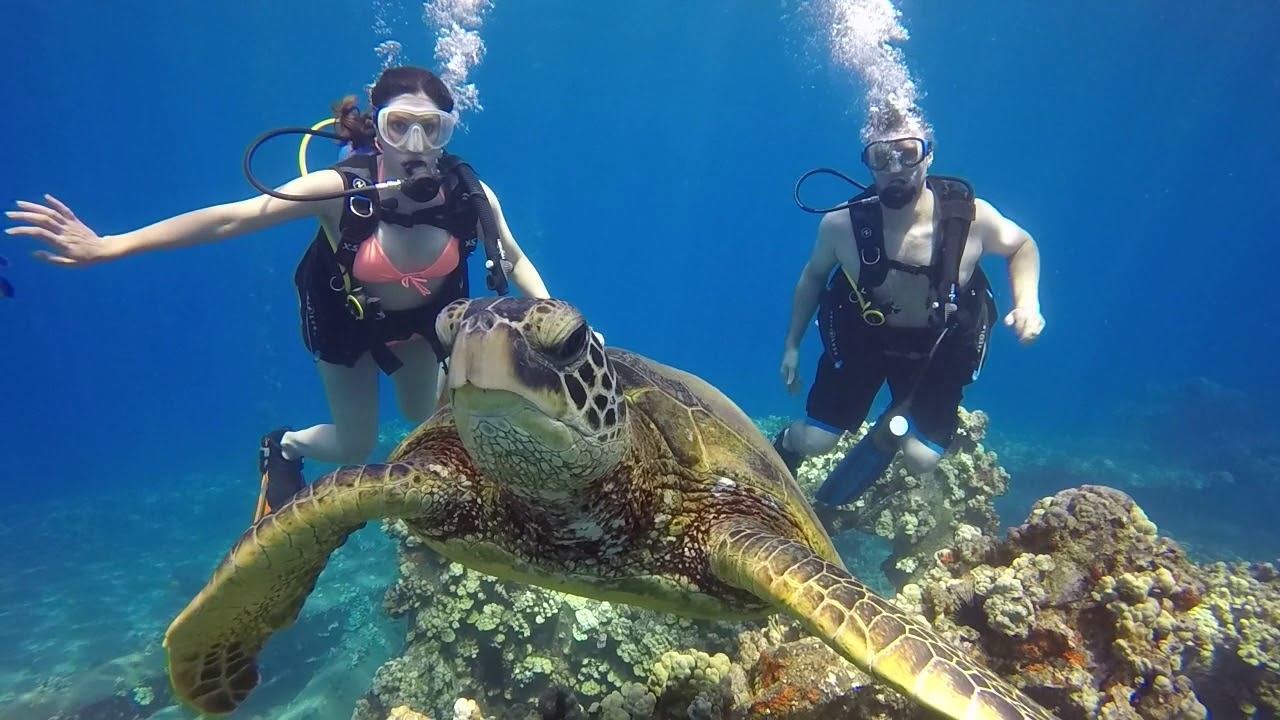 Best Scuba Diving in Maui for a Valentine’s Day Surprise